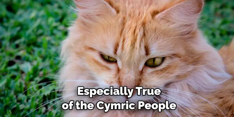 Cymric Spiritual Meaning, Symbolism and Totem | Explained (2026)