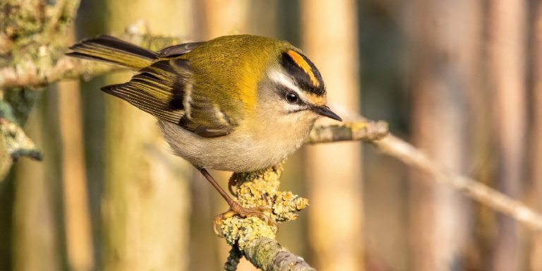 Firecrest Spiritual Meaning, Symbolism and Totem | Explained
