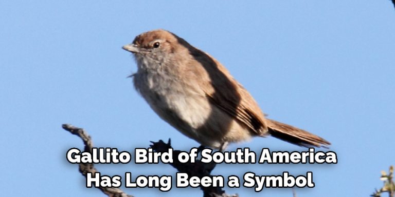Gallito Spiritual Meaning, Symbolism and Totem | Explained (2026)