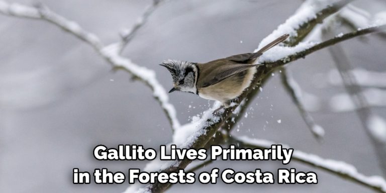 Gallito Spiritual Meaning, Symbolism and Totem | Explained (2026)
