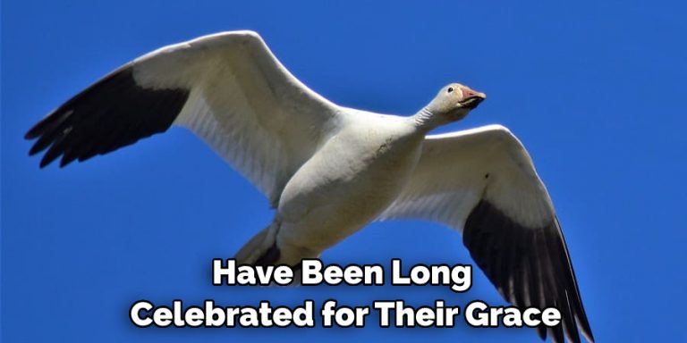 Snow Goose Spiritual Meaning, Symbolism and Totem | Explanation