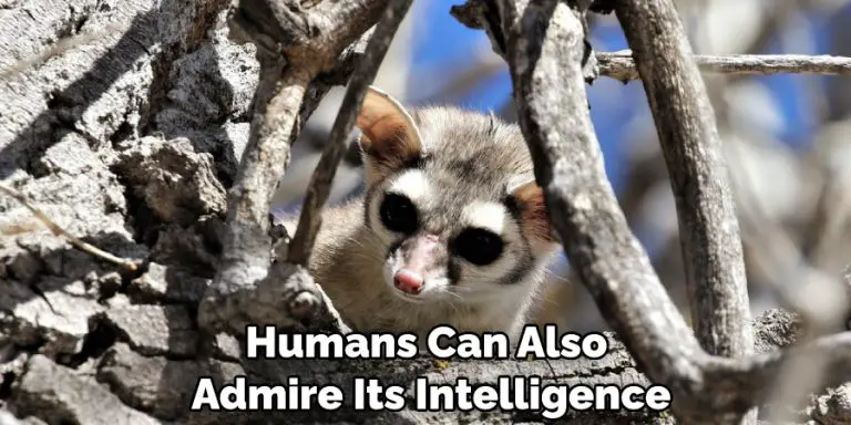 Ringtail Spiritual Meaning, Symbolism and Totem | Explained
