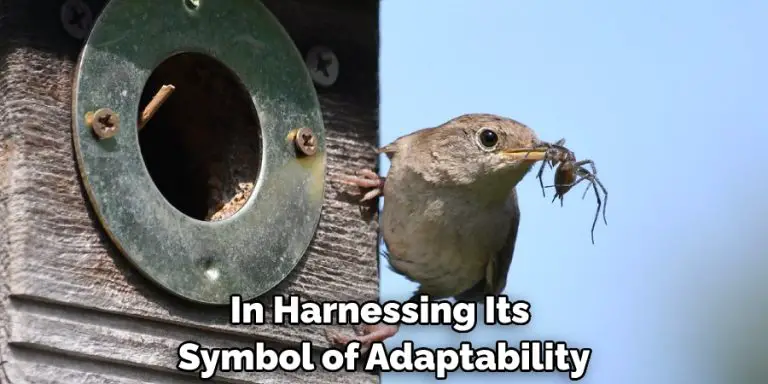 House Wren Spiritual Meaning, Symbolism and Totem | Explained
