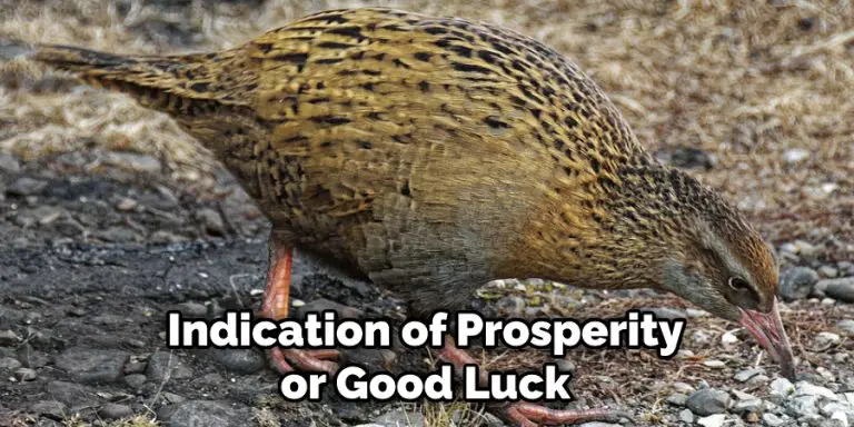 Rail Spiritual Meaning, Symbolism and Totem | Explanation (2025)