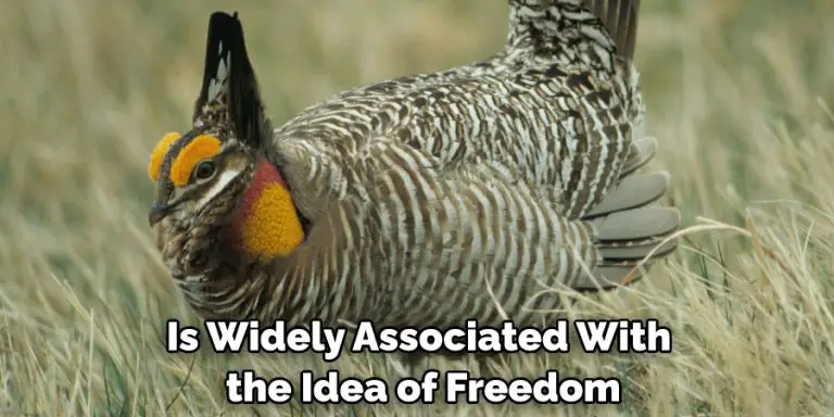 Prairie Spiritual Meaning, Symbolism and Totem | Explained (2025)