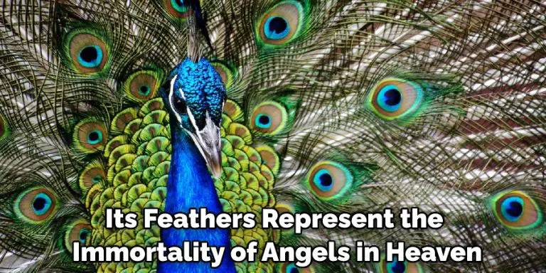 Peafowl Spiritual Meaning, Symbolism and Totem | Explained (2026)