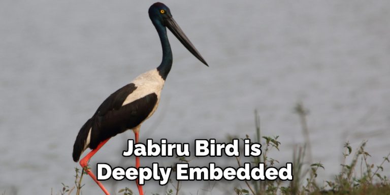 Jabiru Spiritual Meaning, Symbolism and Totem | Explained (2026)