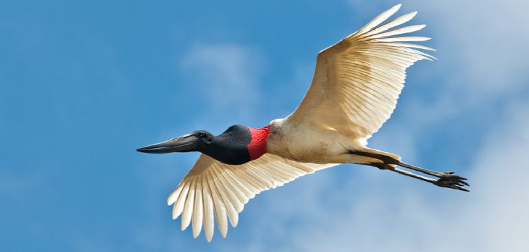 Jabiru Spiritual Meaning, Symbolism and Totem | Explained (2026)
