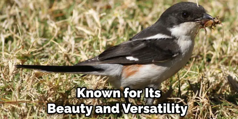 Fiscal Spiritual Meaning, Symbolism and Totem | Explanation