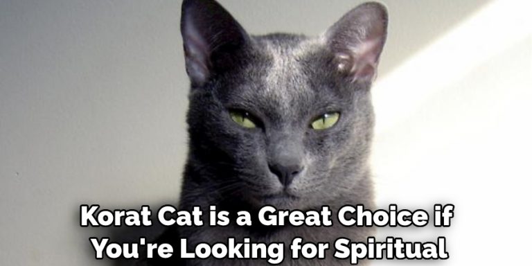 Korat Spiritual Meaning, Symbolism and Totem | Detailed Guide