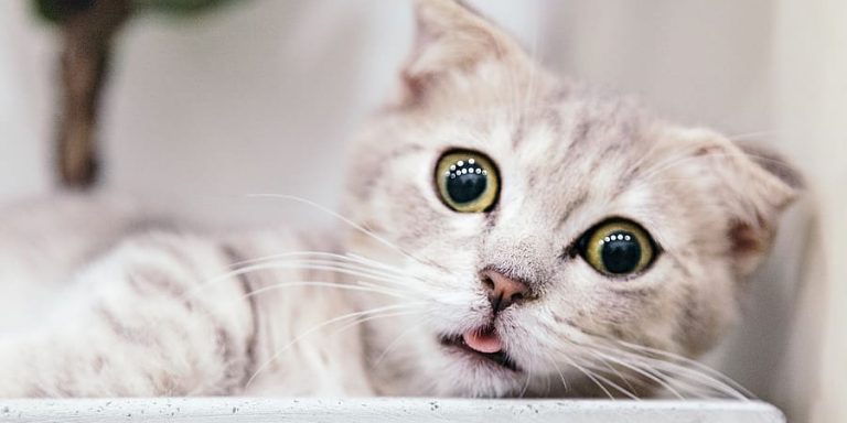 Munchkin Spiritual Meaning, Symbolism and Totem | Explained