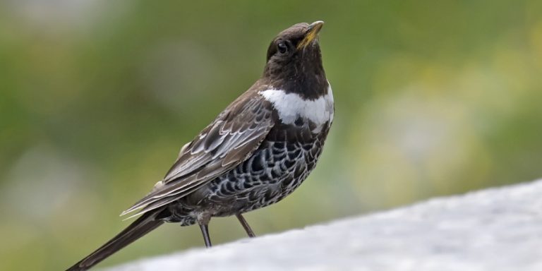 Ouzel Spiritual Meaning, Symbolism and Totem | Detailed Guide