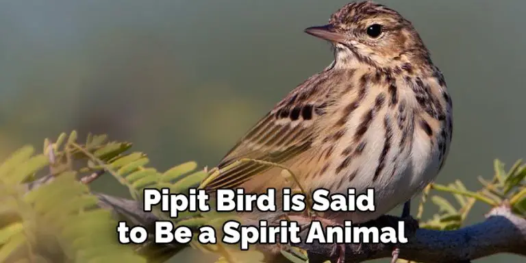 Pipit Spiritual Meaning, Symbolism and Totem | Detailed Guide