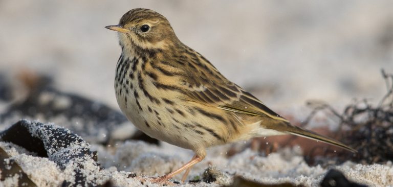 Pipit Spiritual Meaning, Symbolism and Totem | Detailed Guide