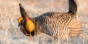 Prairie Spiritual Meaning, Symbolism and Totem | Explained (2025)