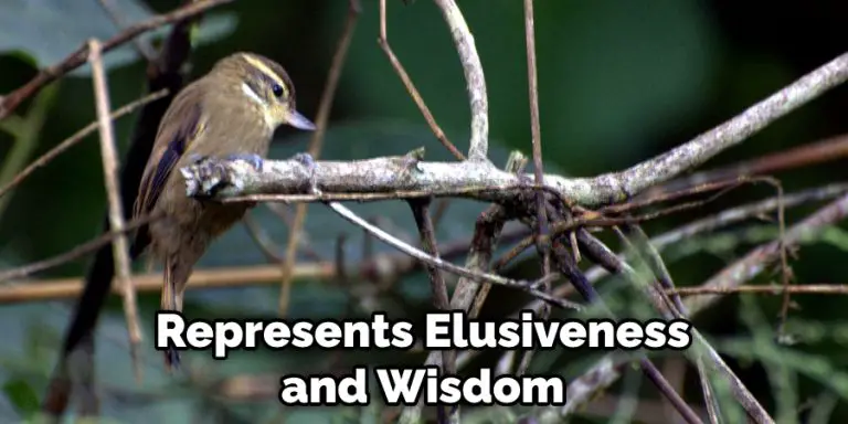 Xenops Spiritual Meaning, Symbolism and Totem | Detailed Guide