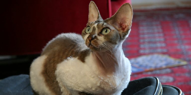 Rex Spiritual Meaning, Symbolism and Totem | Instructions (2025)