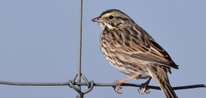 Savannah Spiritual Meaning, Symbolism and Totem | Explanation