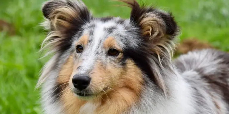 Sheepdog Spiritual Meaning, Symbolism and Totem | Explained