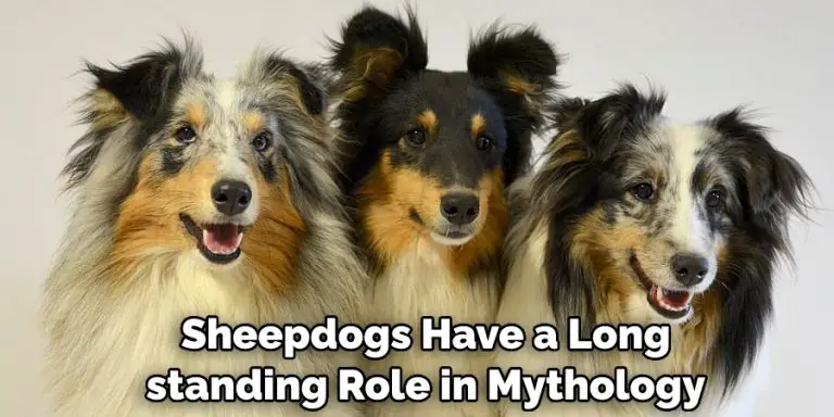 Sheepdog Spiritual Meaning, Symbolism and Totem | Explained
