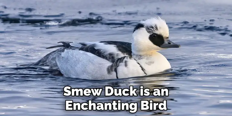 Smew Spiritual Meaning, Symbolism and Totem | Explained (2025)
