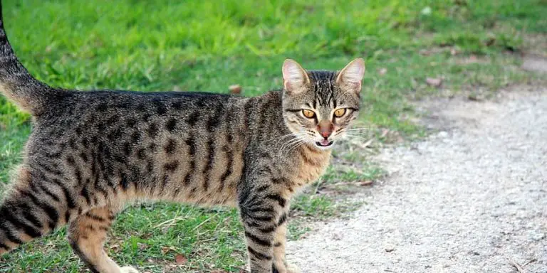 Spangled Spiritual Meaning, Symbolism and Totem | Explanation