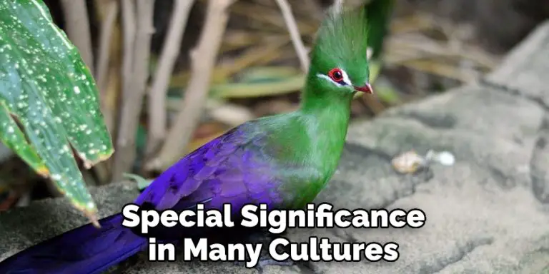 Turaco Spiritual Meaning, Symbolism and Totem | Explained (2025)