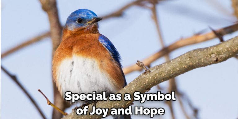 Eastern Bluebird Spiritual Meaning, Symbolism and Totem | Explained