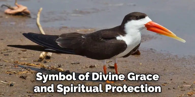 Skimmer Spiritual Meaning, Symbolism and Totem | Detailed Guide