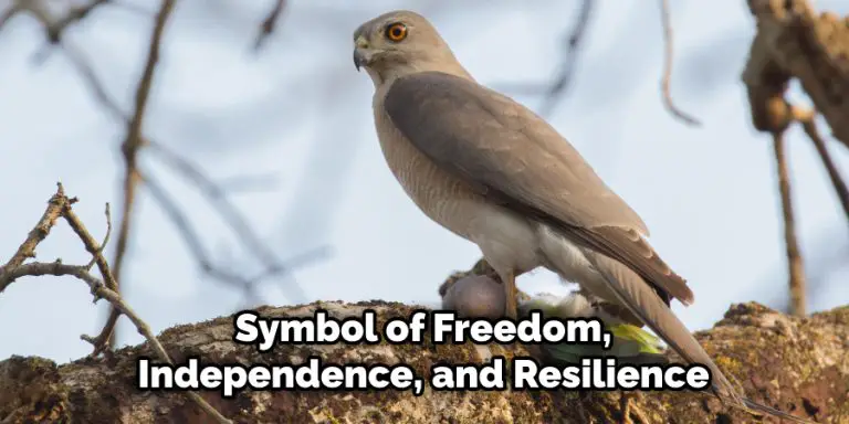 Shikra Spiritual Meaning, Symbolism and Totem | Explained (2025)