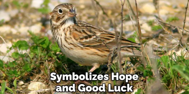 Vesper Spiritual Meaning, Symbolism and Totem | Explained (2025)