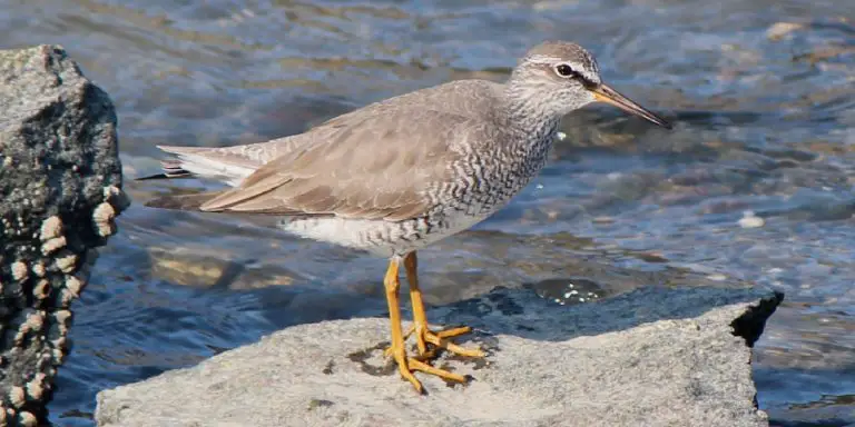 Tattler Spiritual Meaning, Symbolism and Totem | Explained (2025)