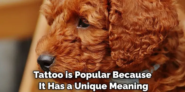 Poodle Spiritual Meaning, Symbolism and Totem | Instructions