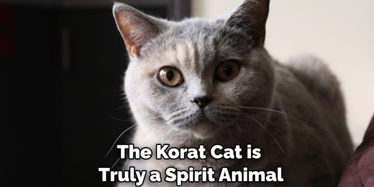 Korat Spiritual Meaning, Symbolism and Totem | Detailed Guide