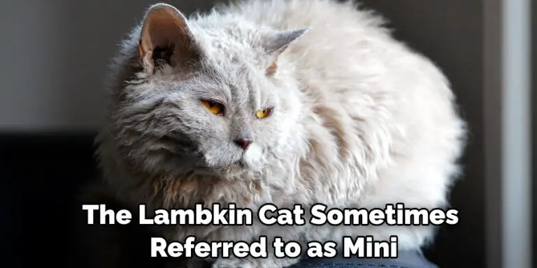 Lambkin Spiritual Meaning, Symbolism and Totem | Explanation