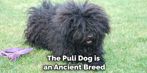 Puli Spiritual Meaning, Symbolism and Totem | Detailed Guide (2026)