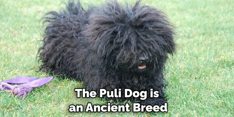 Puli Spiritual Meaning, Symbolism and Totem | Detailed Guide (2026)