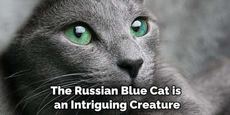 Russian Blue Spiritual Meaning, Symbolism and Totem | Explained