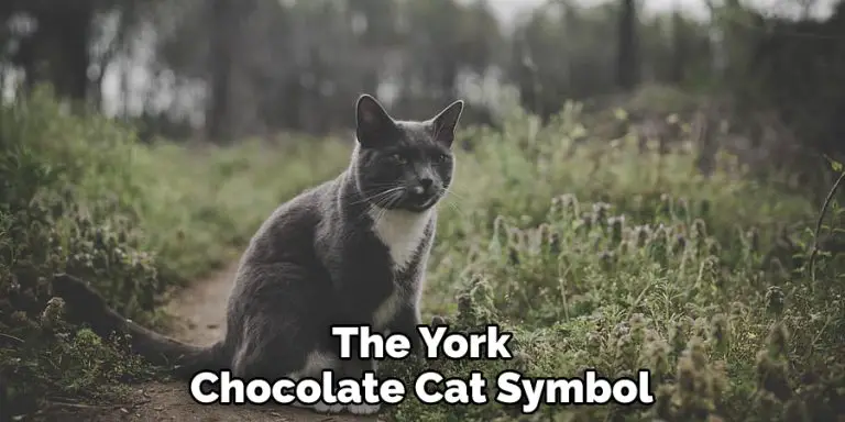 York Spiritual Meaning, Symbolism and Totem | Explained (2026)