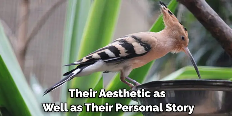 Hoopoe Spiritual Meaning, Symbolism and Totem | Examination
