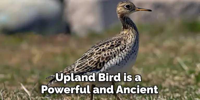 Upland Spiritual Meaning, Symbolism and Totem | Explained (2026)