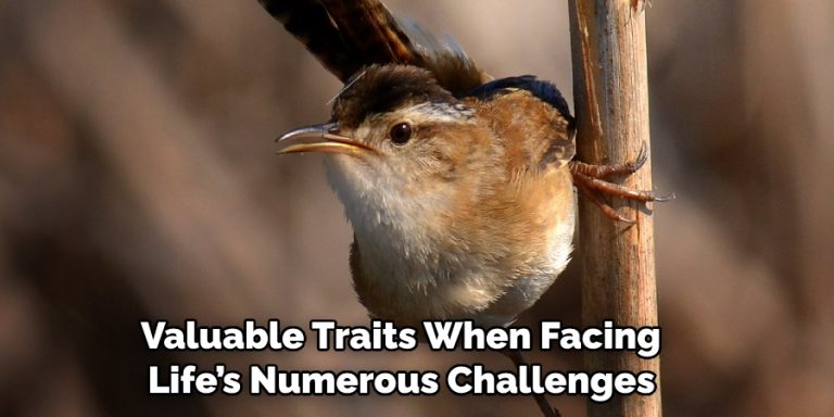 Marsh Spiritual Meaning, Symbolism and Totem | Explanation