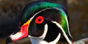 Wood Duck Spiritual Meaning, Symbolism and Totem | Explained