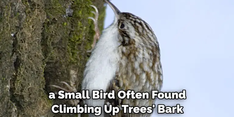 Creeper Spiritual Meaning, Symbolism and Totem | Explained (2025)