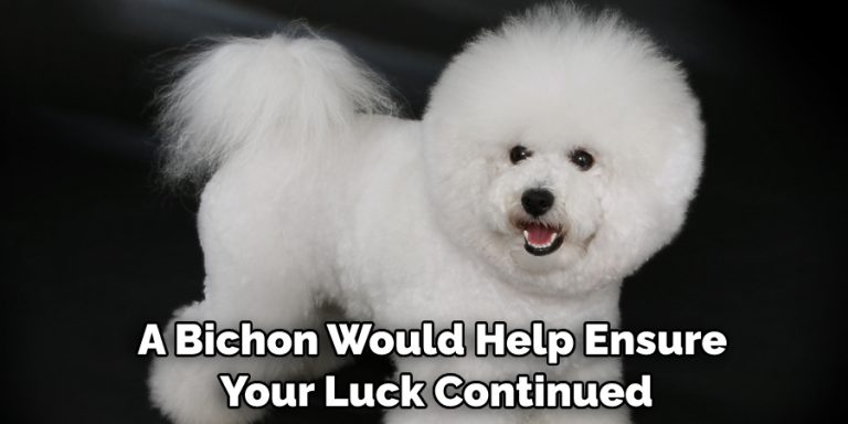 Bichon Frise Spiritual Meaning, Symbolism and Totem | Explained