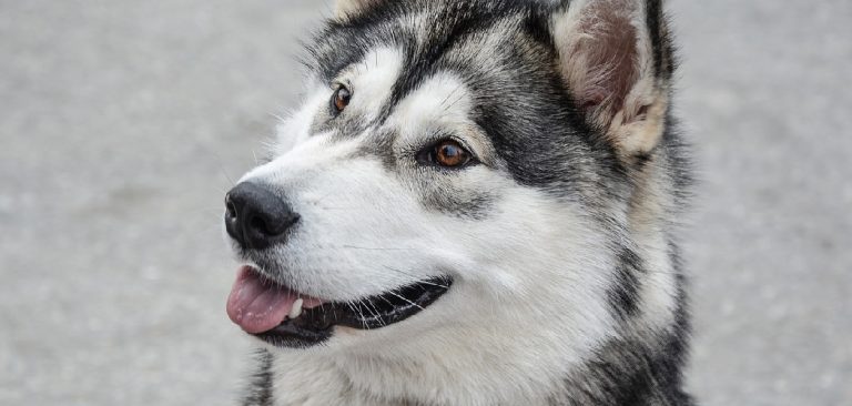 Alaska Spiritual Meaning, Symbolism and Totem | Detailed Guide
