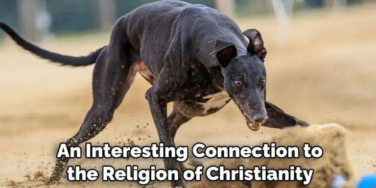 Greyhound Spiritual Meaning, Symbolism and Totem | Explained