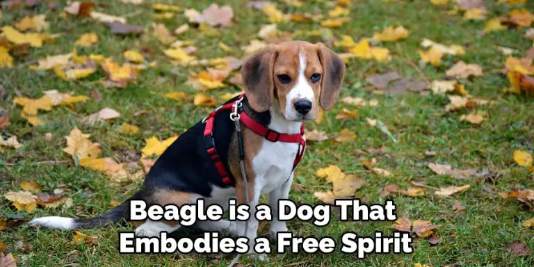 Beagle Spiritual Meaning, Symbolism and Totem | Explained (2025)