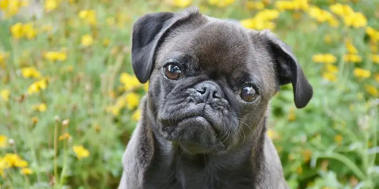 Bugg Spiritual Meaning, Symbolism and Totem | Explined (2025)