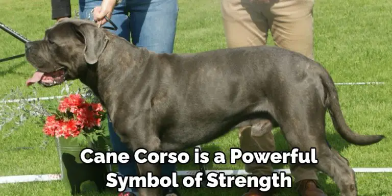 Cane Corso Spiritual Meaning, Symbolism and Totem | Explained